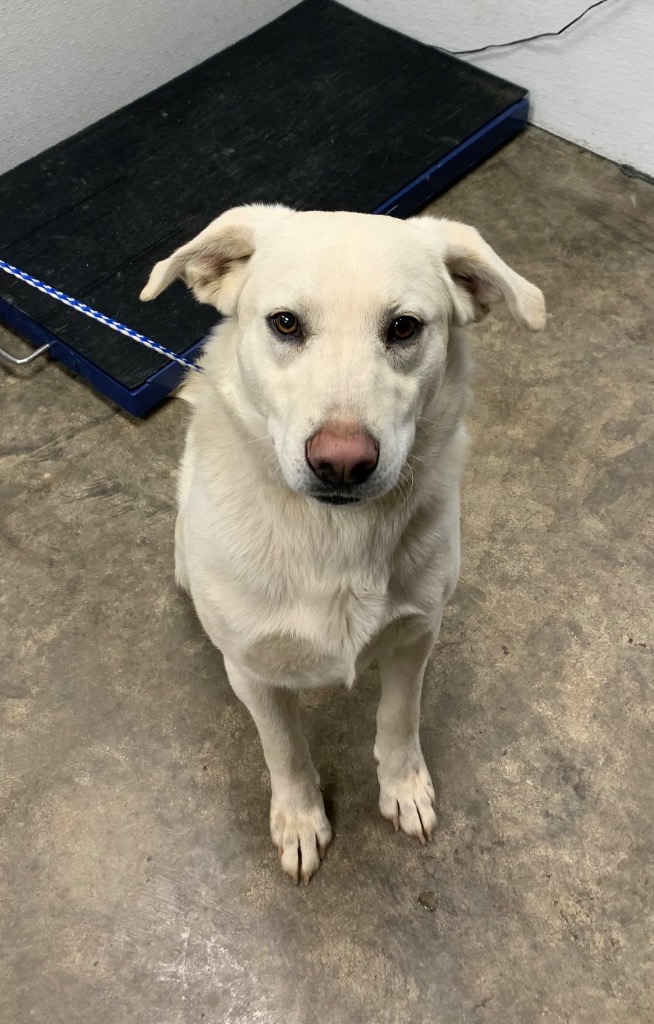 Northeast Arkansas Humane Society in Jonesboro, AR